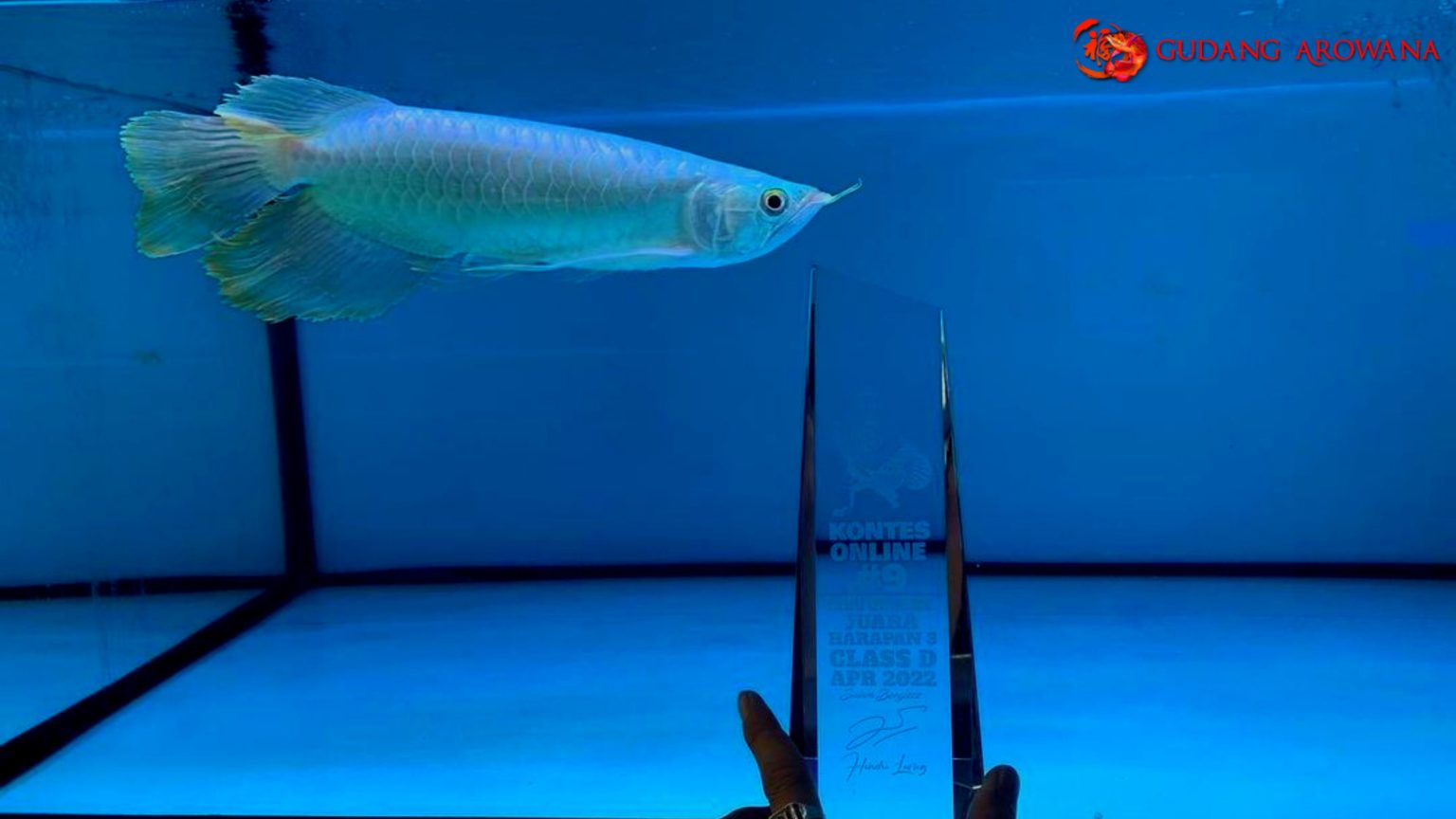 gudangarowana - Gudang Arowana